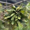 Care Tips Dendrobium Leonis | Sib Orchid 2024
