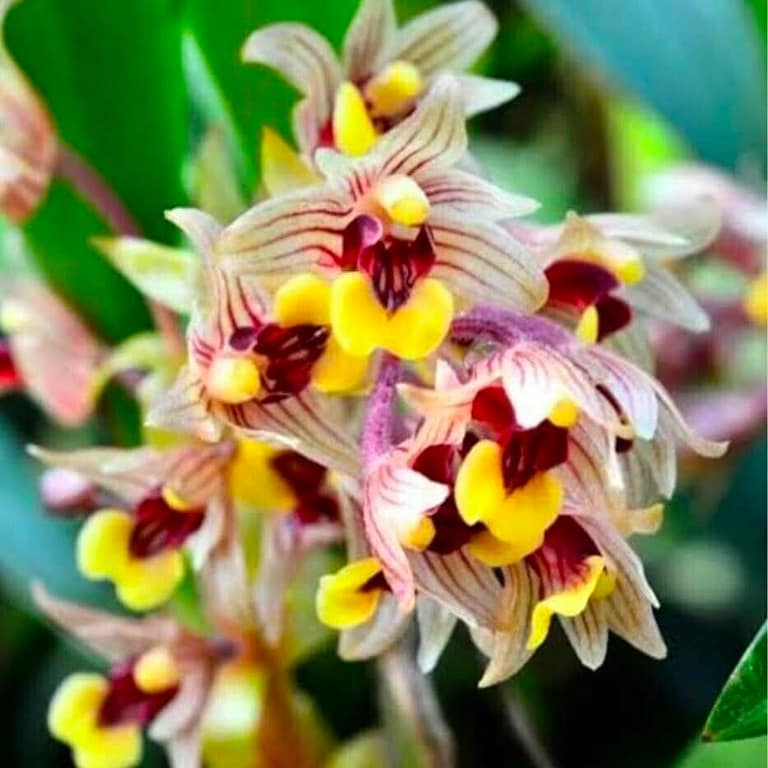 Care Tips Dendrobium Leonis | Sib Orchid 2024