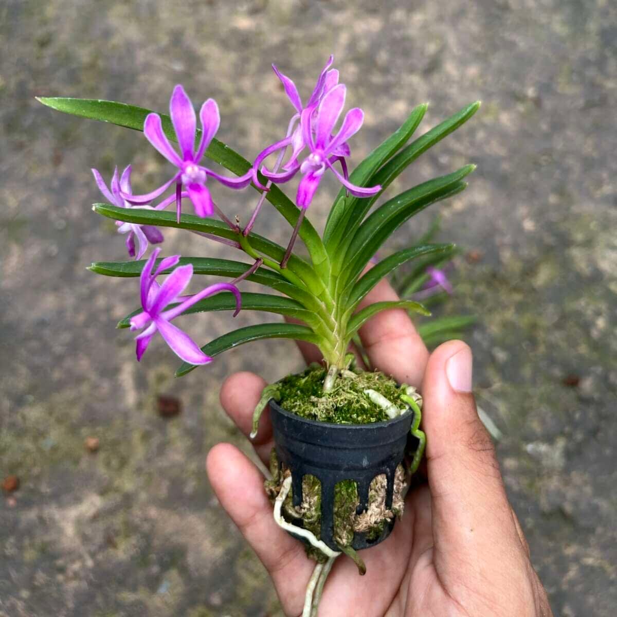 Rare Orchid Species Neofinetia Falcata Koto'x Shutennou Pink - SibOrchid