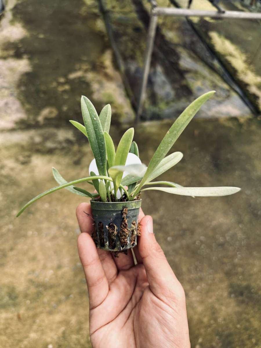 Bulbophyllum Repens - SibOrchid