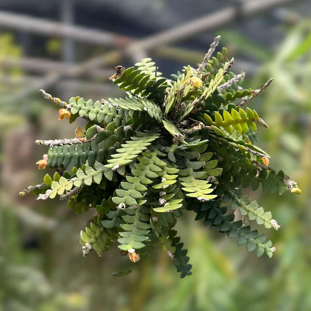 Care Tips Dendrobium leonis - SibOrchid