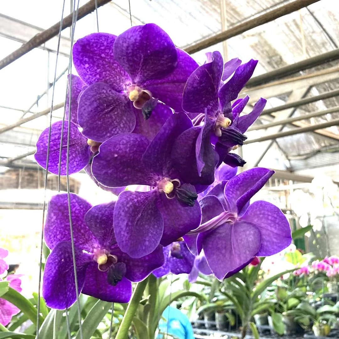 Treat Your Vanda Hybrid With These winter Care Tips - SibOrchid
