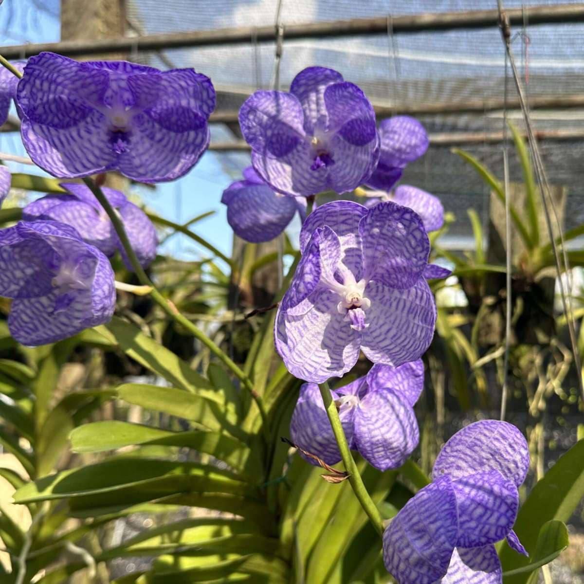 Vanda coerulea blue orchid: A Must-Have for Any Orchid Collection SibOrchid