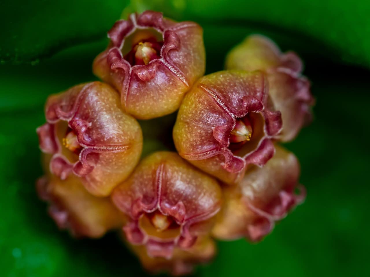Care Tips: Hoya Plant - SibOrchid 2024
